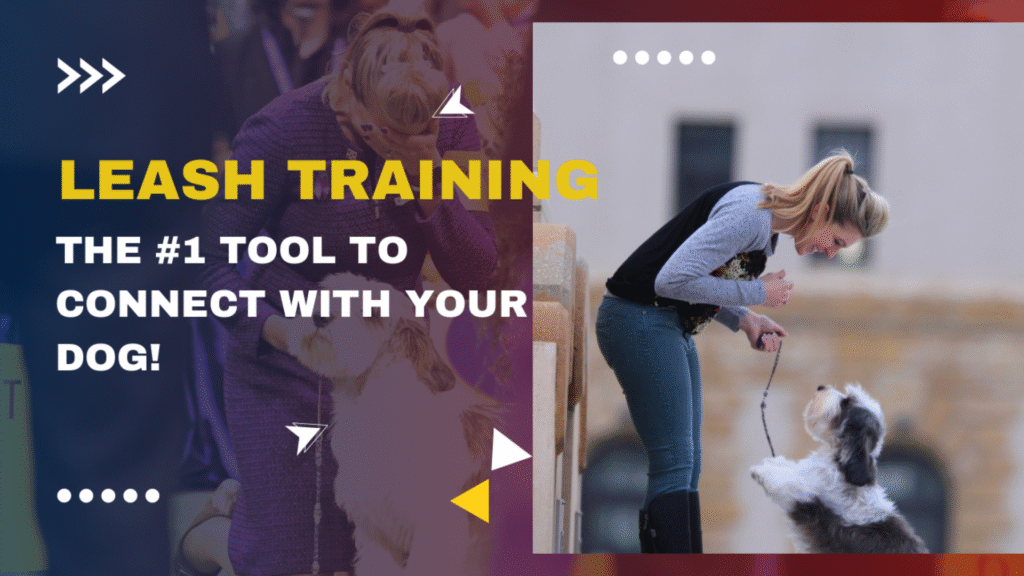 Courses – The Janice Hayes Dog Handling Courses